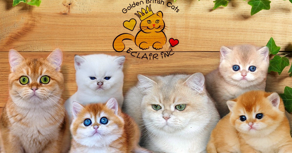 Έκθεση γάτας Αθήνα 2023. British shorthair Cyprus, british shorthair ...