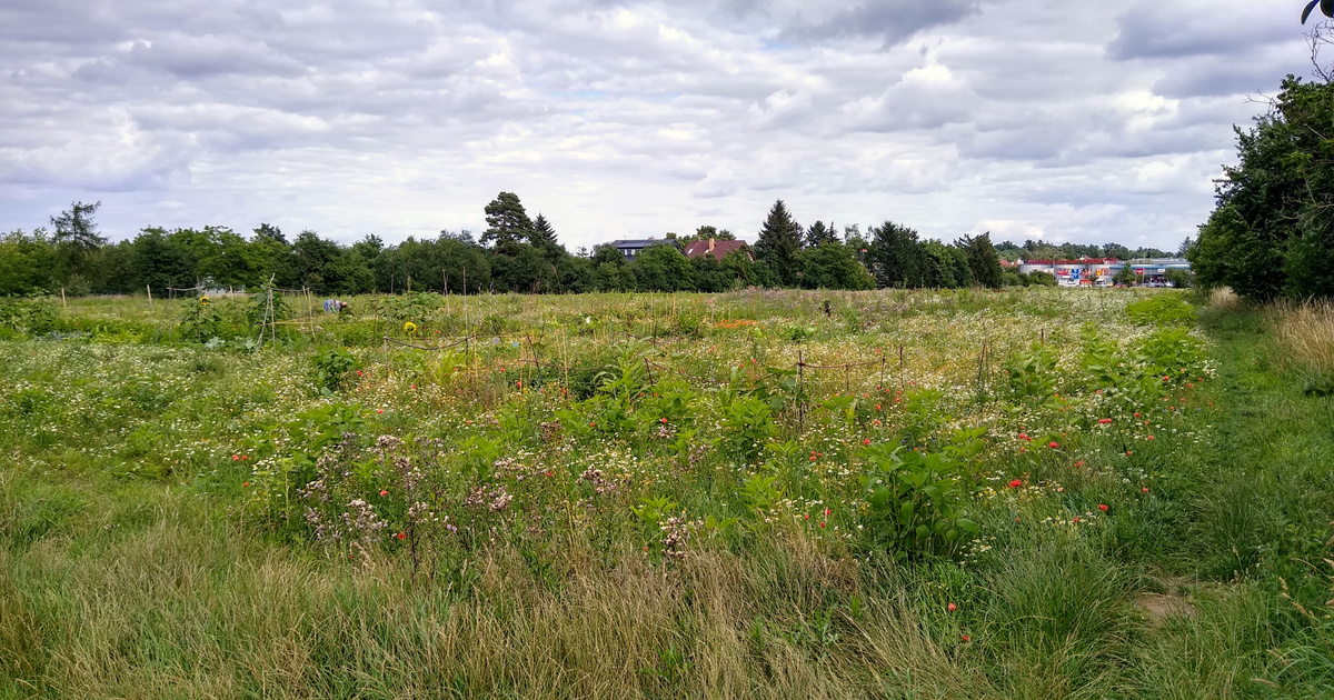 July. Kiki-Niki-Cha! Learn, play, and discover with us!