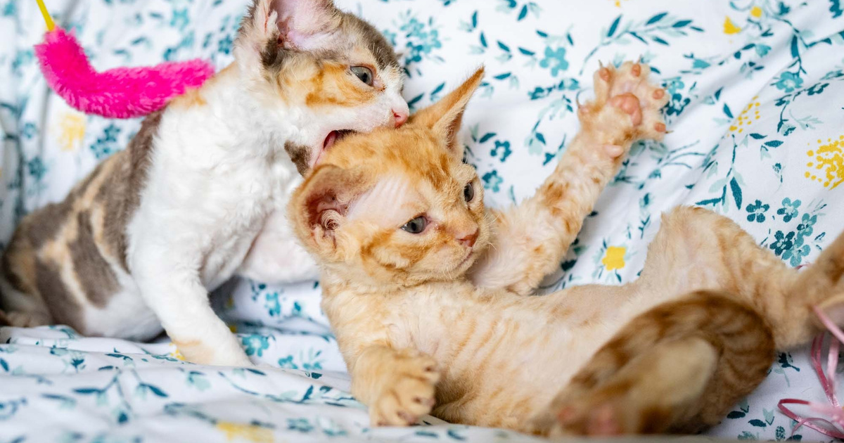 Dorito, boy, born on 06.06.24 SOLD. Devon Rex Pixie Cattery