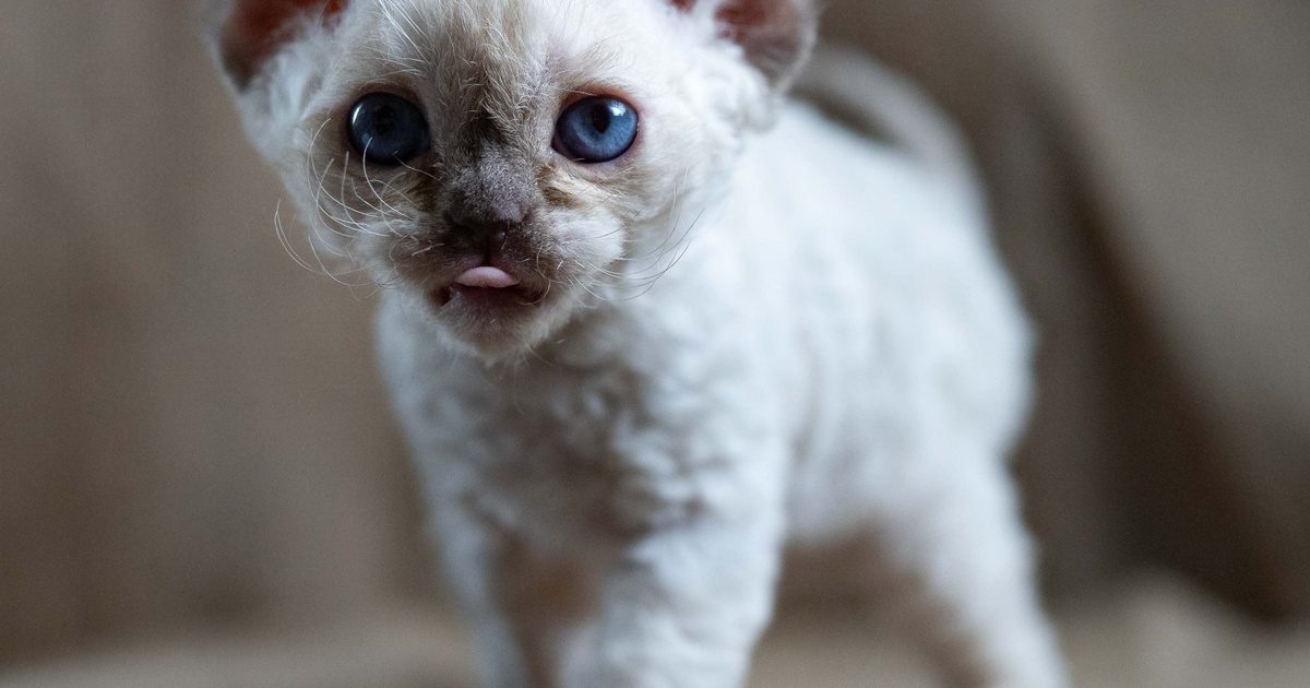 Luna, girl, born 12.20.2025. Devon Rex Pixie Cattery