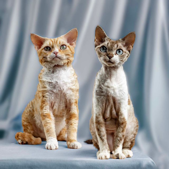 KITTENS. Devon Rex Pixie Cattery