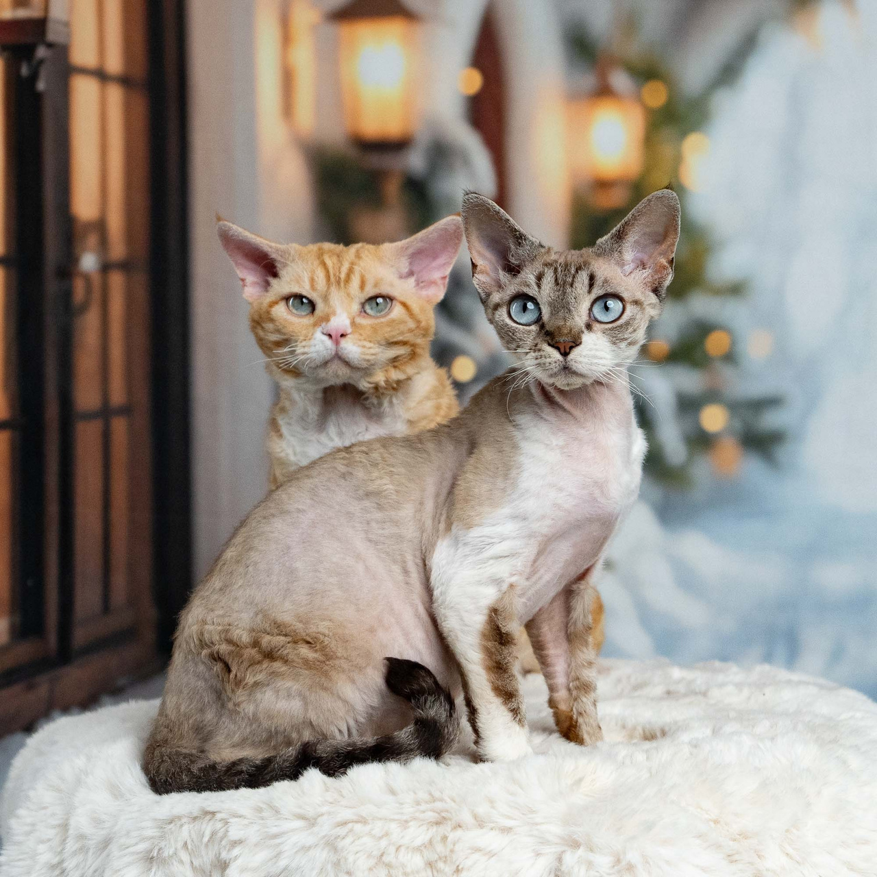 KITTENS. Devon Rex Pixie Cattery