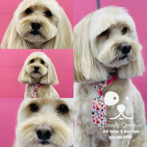 DOG GROOMING. Doggie Stylz Pet Salon