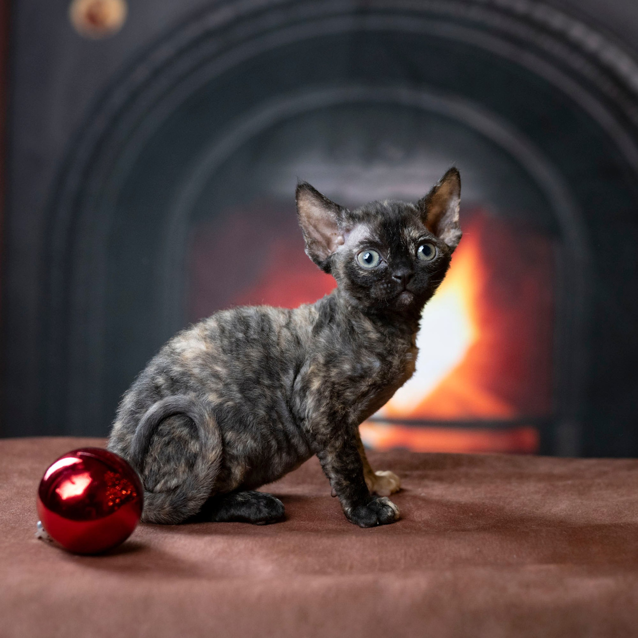 KITTENS. Devon Rex Pixie Cattery