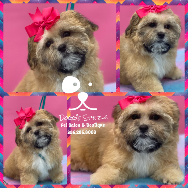 DOG GROOMING. Doggie Stylz Pet Salon